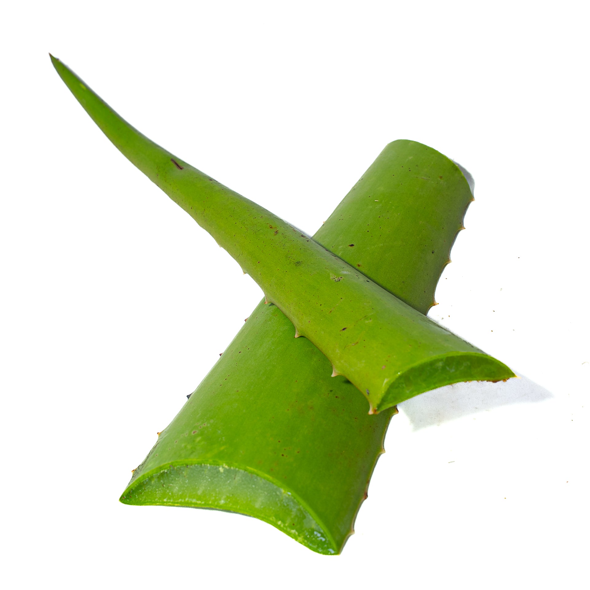 Sábila Orgánica – Corymbo Natural Food Co.